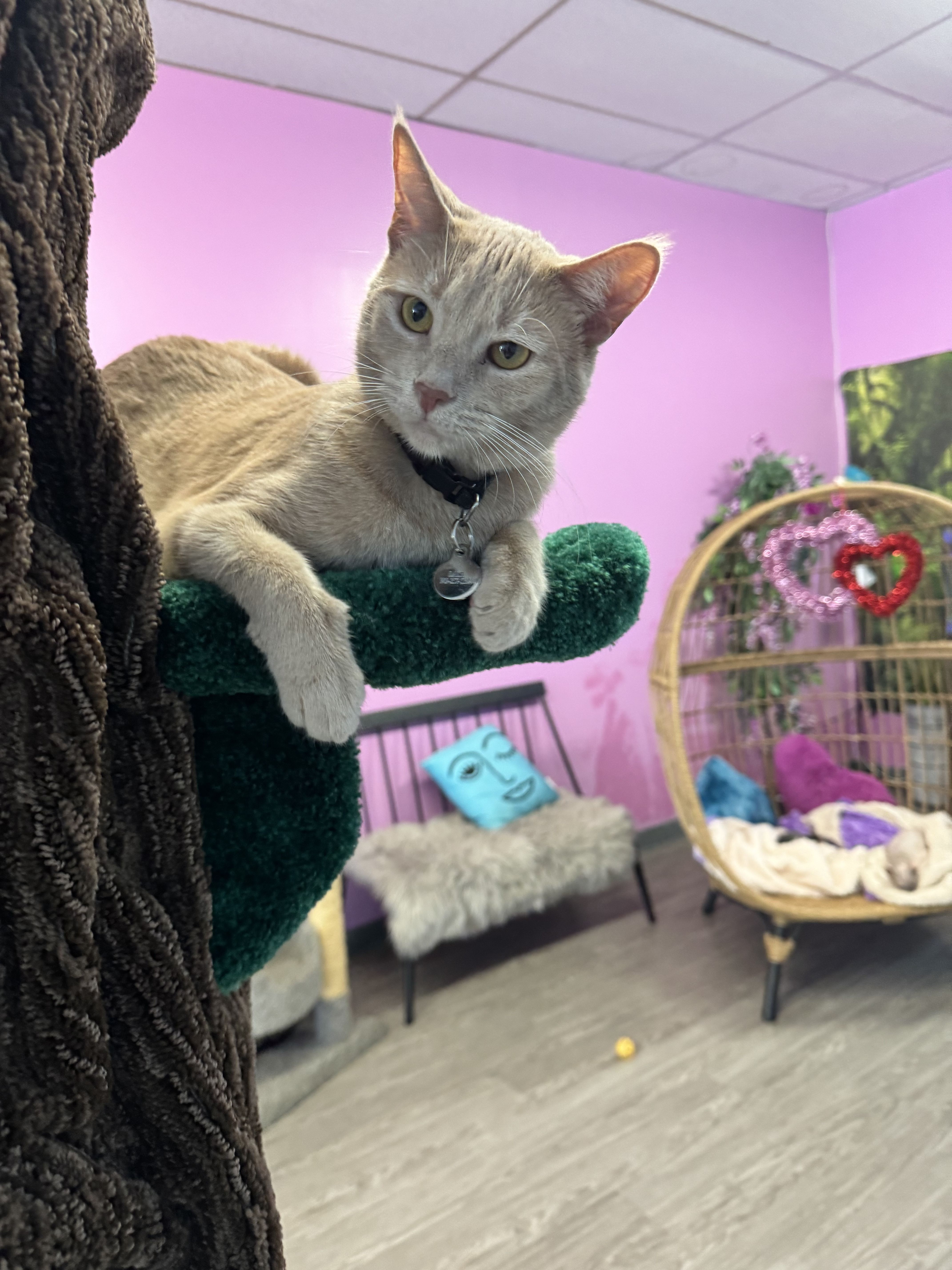 Cat Cafe Chino Hills