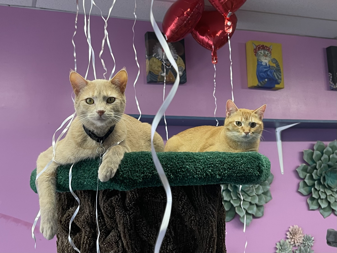 Cat Cafe Chino Hills